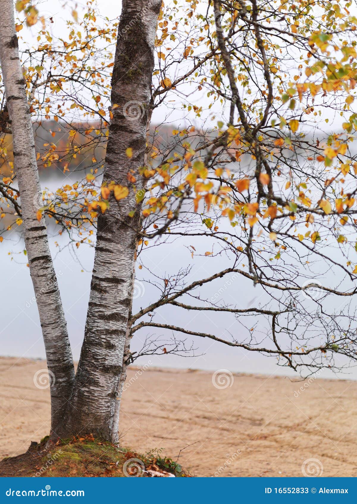 Birch Tree in Fall stock image. Image of fall, beautiful - 16552833