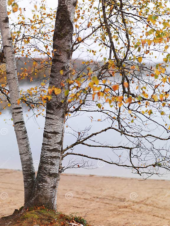 Birch Tree in Fall stock image. Image of fall, beautiful - 16552833