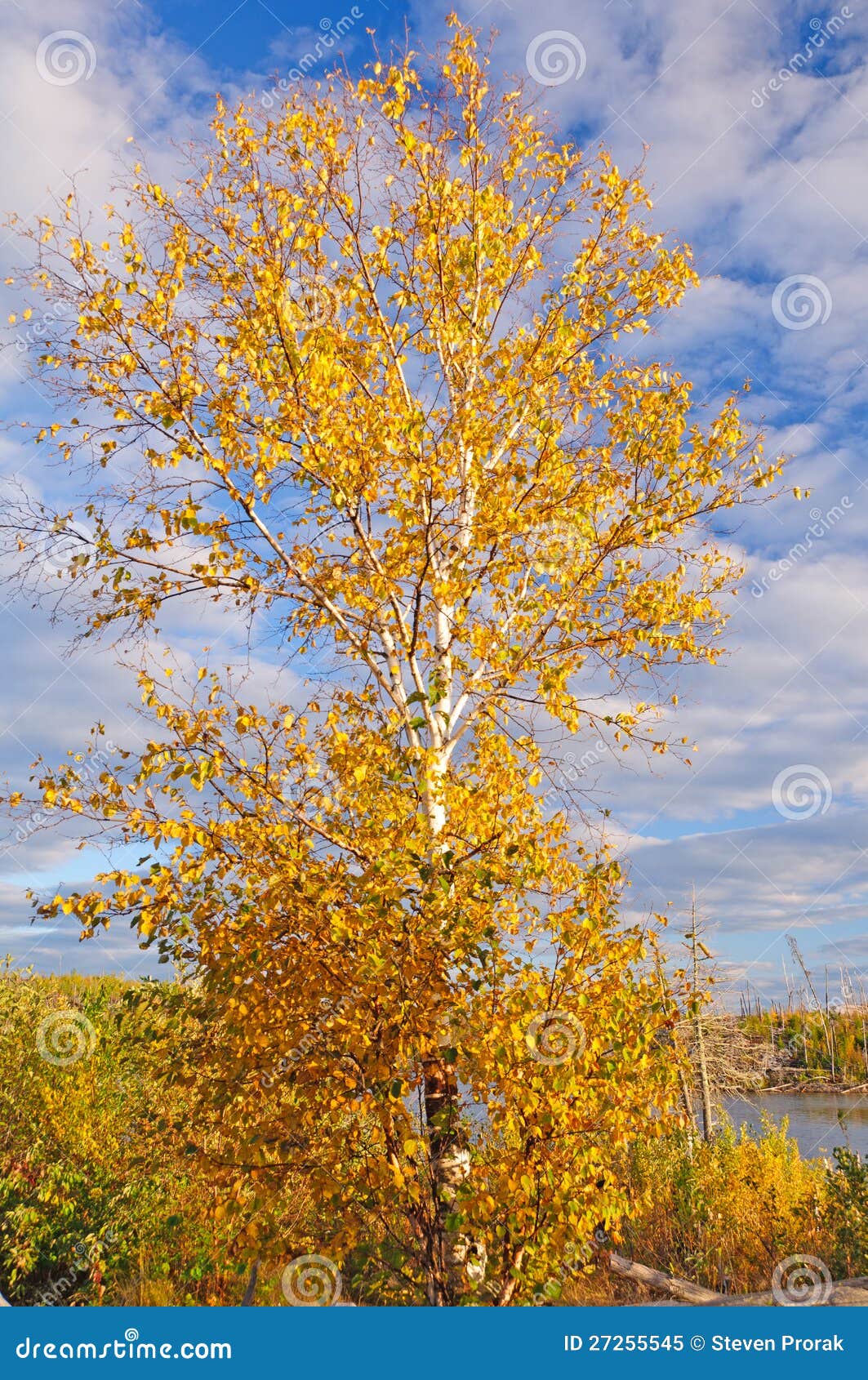 Birch Tree in Fall Colors Against a Blue Sky Stock Image - Image of ...
