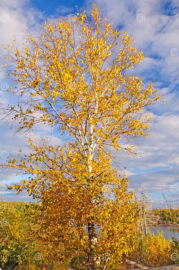 Birch Tree in Fall Colors Against a Blue Sky Stock Image - Image of ...