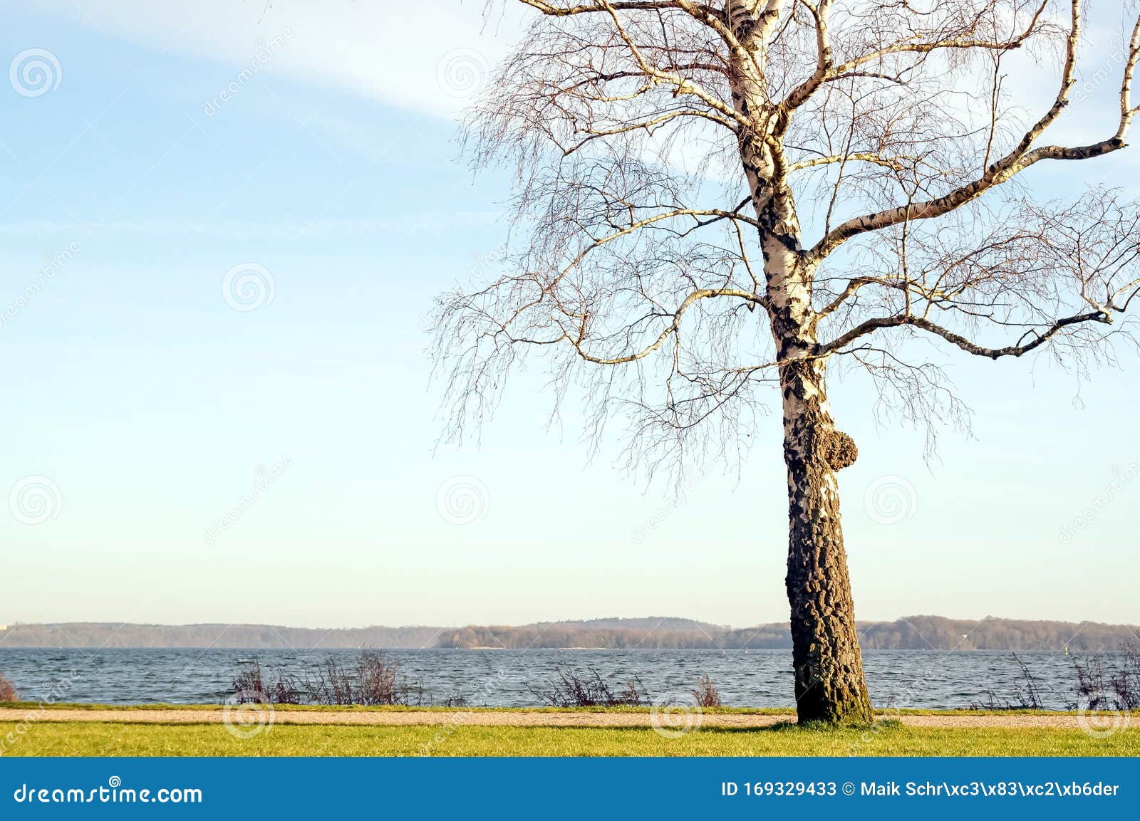 Birch Tree in the Field at the Lake Stock Image - Image of plant ...