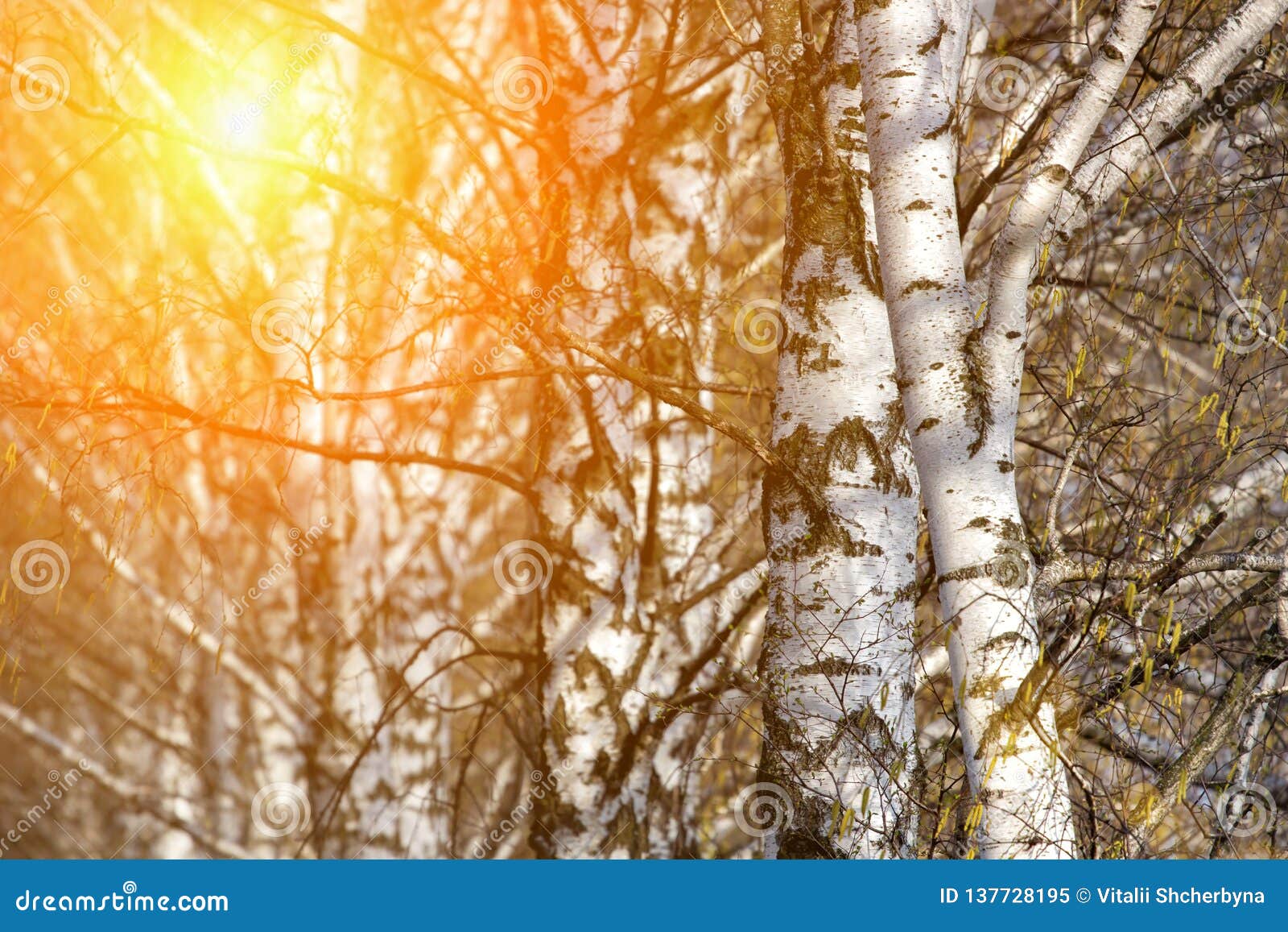 Birch Tree in Field at Spring Sunset with Green and Orange Background ...