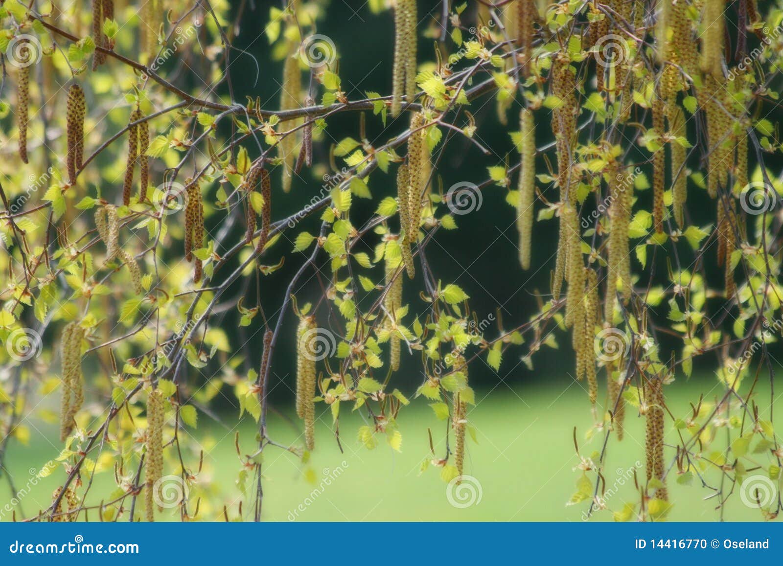 Birch Tree Flowers stock photo. Image of branch, soft - 14416770