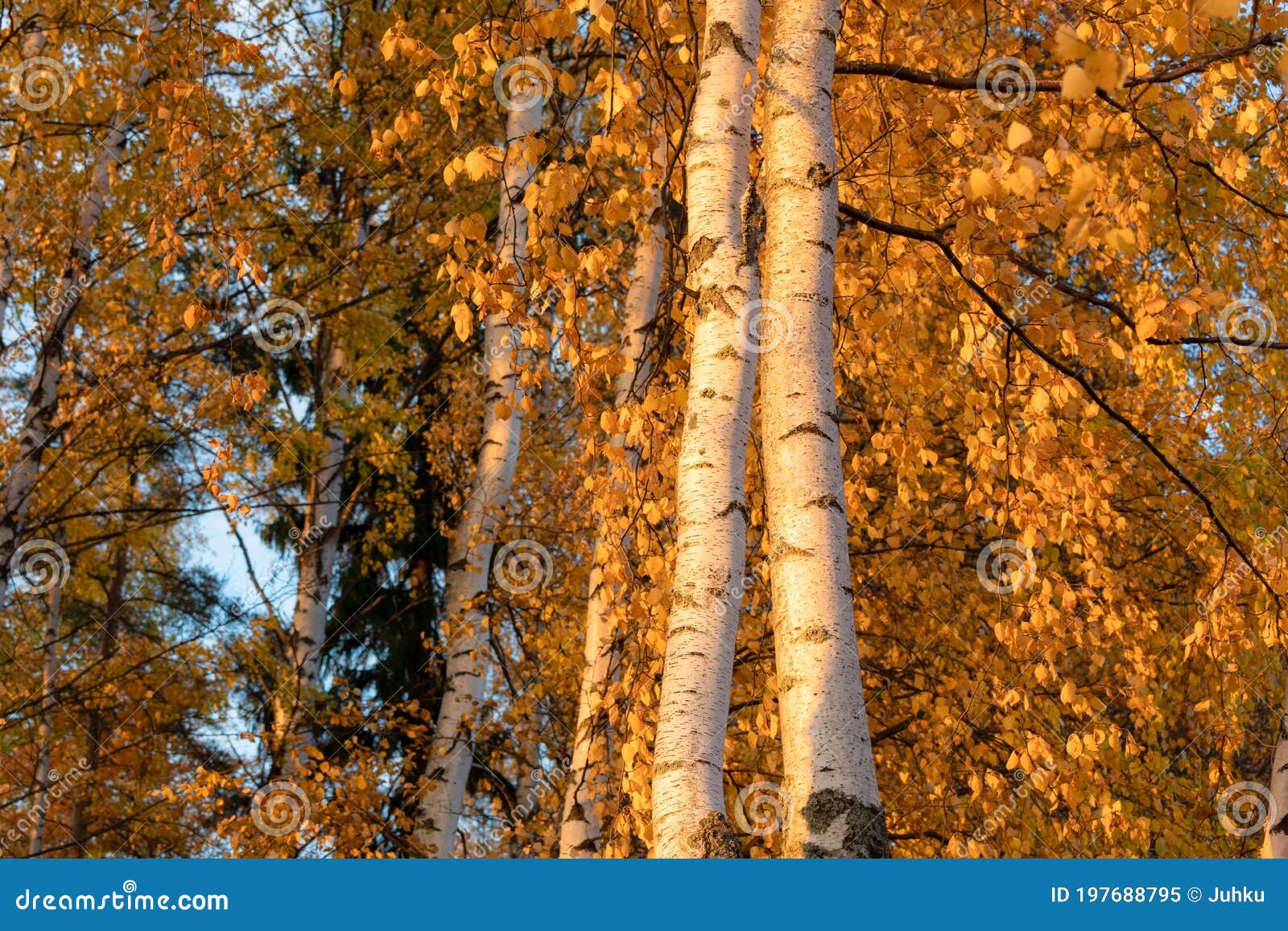 Birch Tree and Foliage in Autumn Colors Stock Image - Image of nature ...