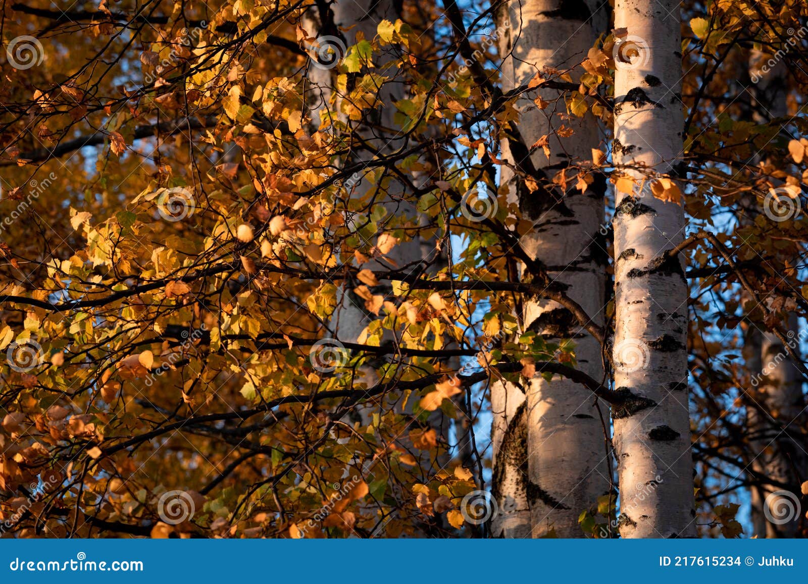 Birch Tree and Foliage in Autumn Colors Stock Photo - Image of outdoor ...