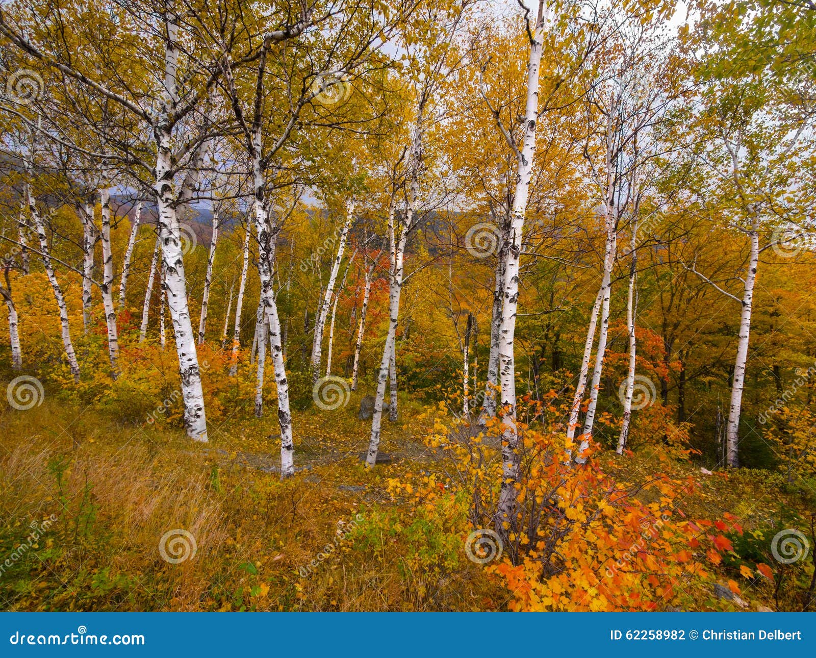 Birch Tree Foliage Landscape Stock Photo - Image of bright, outdoor ...