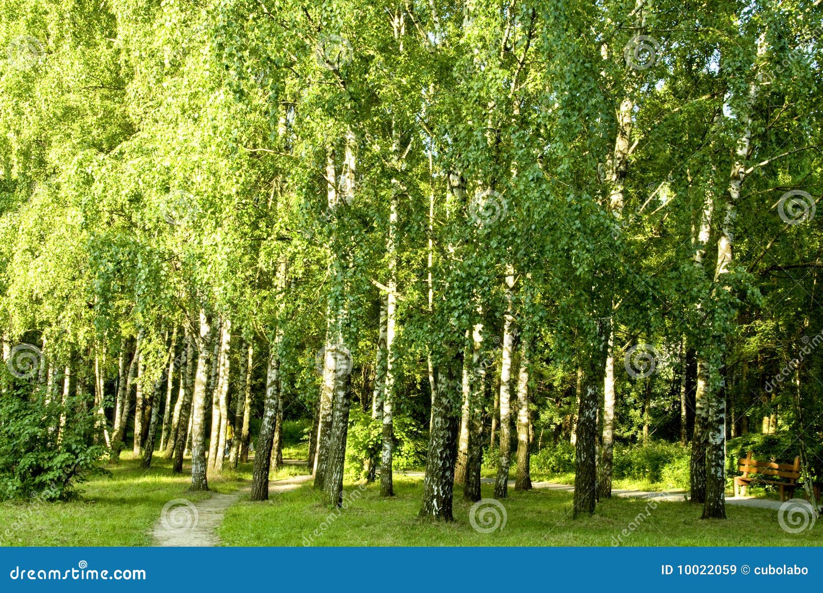 Birch tree forest stock image. Image of growth, equipment - 10022059