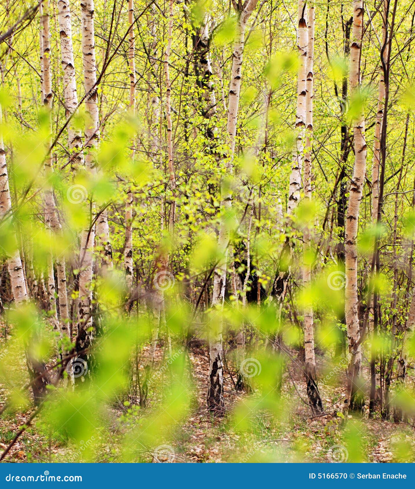 Birch Tree Forest stock photo. Image of plant, outside - 5166570