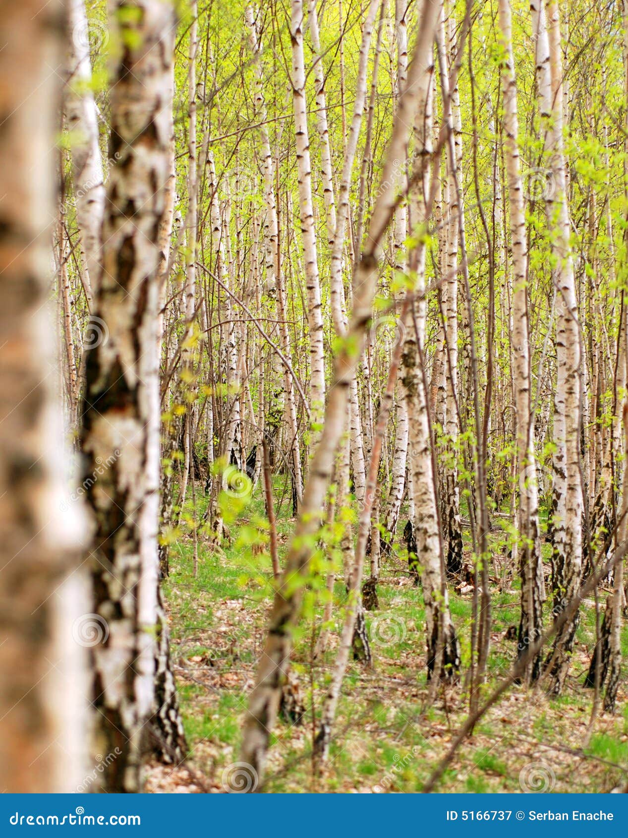 Birch tree forest stock image. Image of wilderness, countryside - 5166737