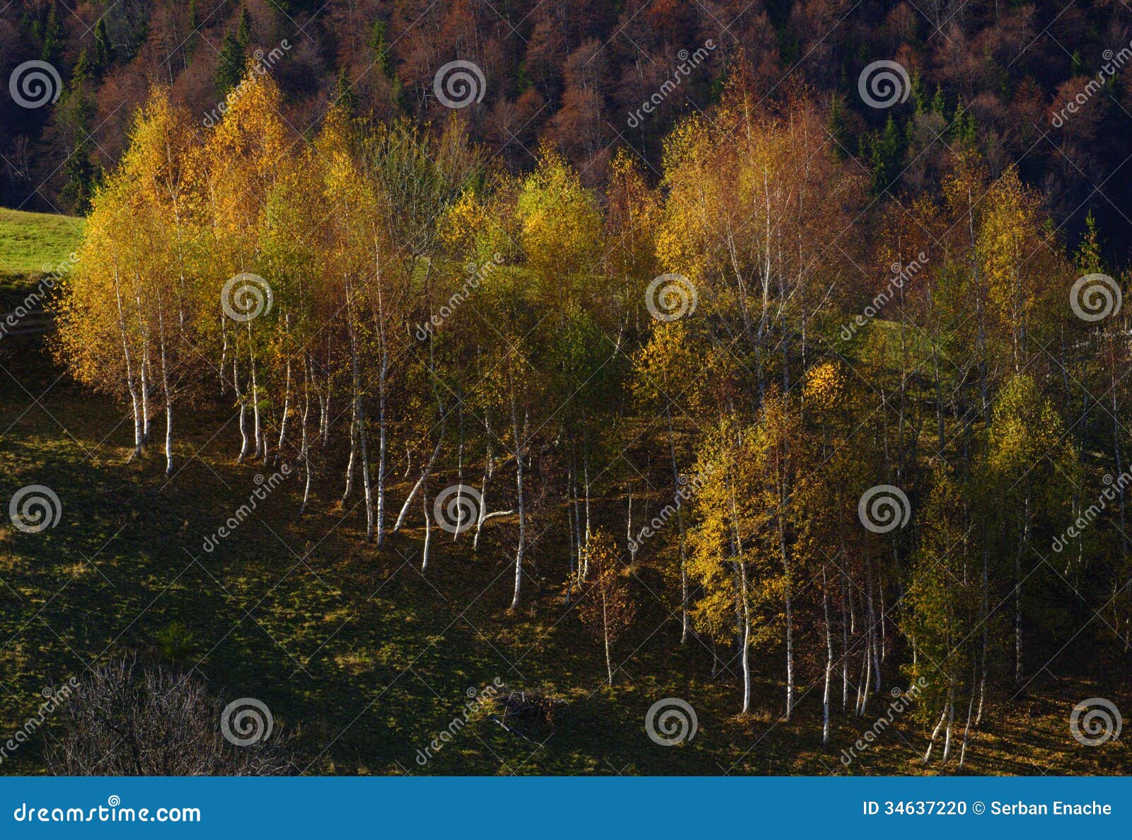 Birch Tree Forest in Autumn Stock Photo - Image of birch, nature: 34637220