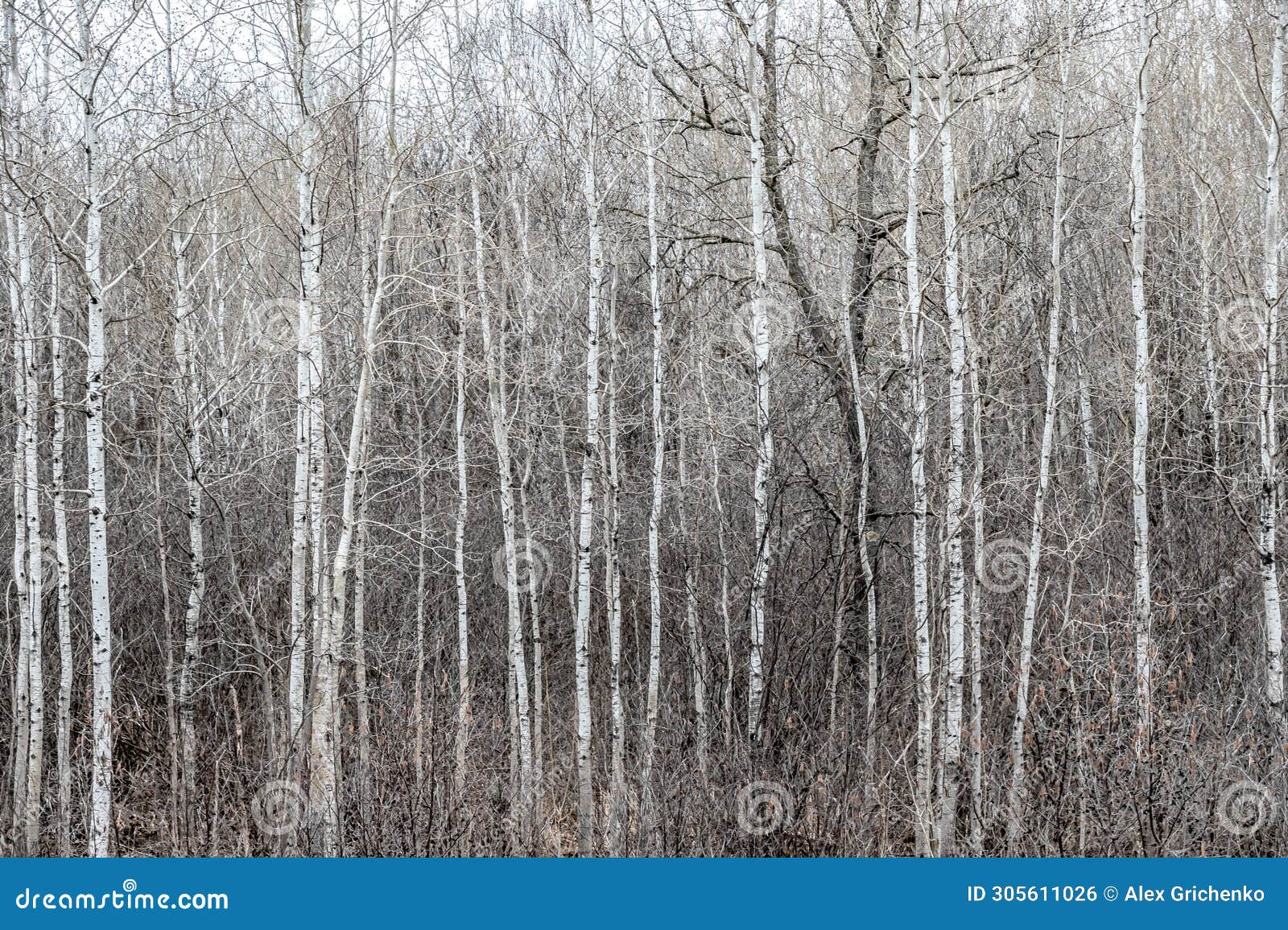 Birch Tree Forest Background in Wisconsin State Stock Photo - Image of ...