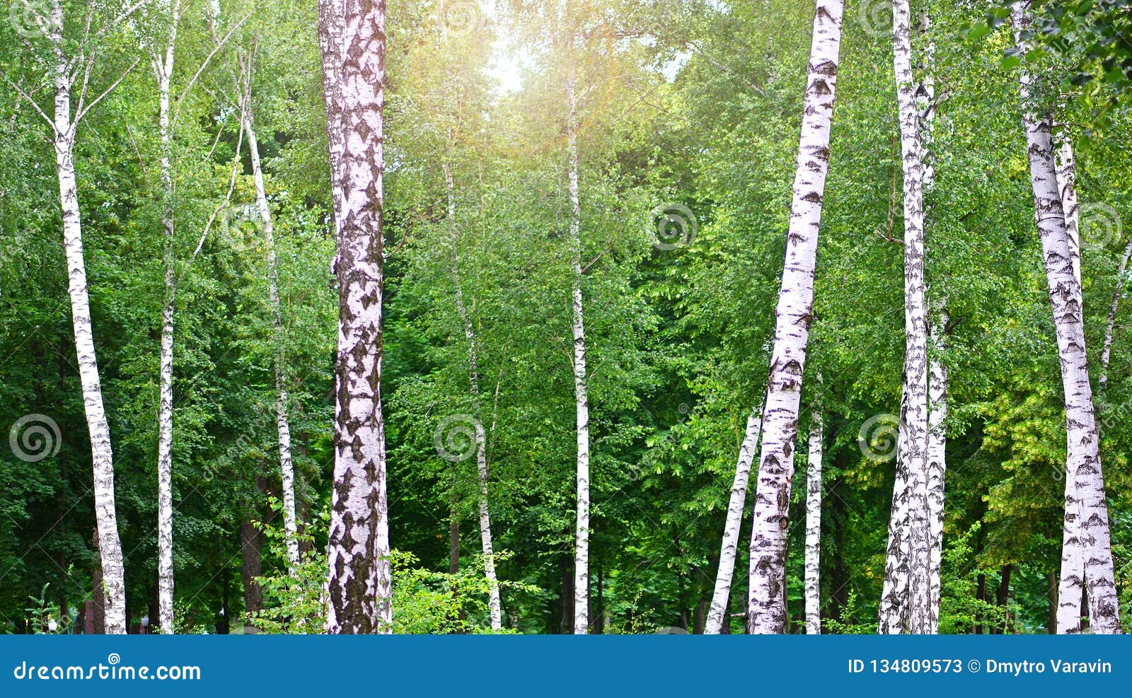 Birch tree forest stock image. Image of life, landscape - 134809573