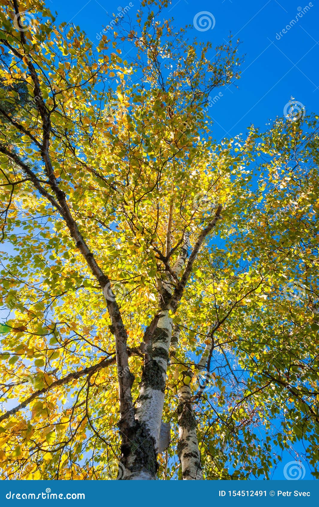 Birch Tree Forest in Fall stock image. Image of nature - 154512491