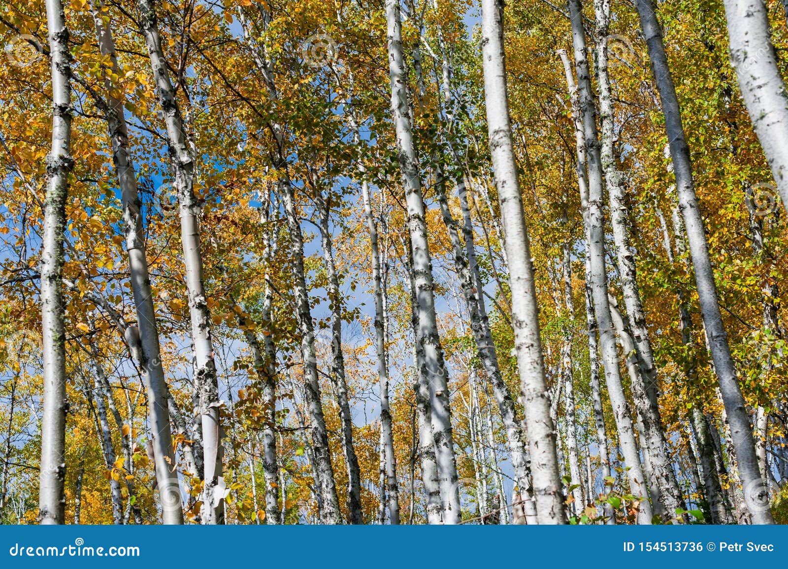 Birch Tree Forest in Fall stock photo. Image of nature - 154513736