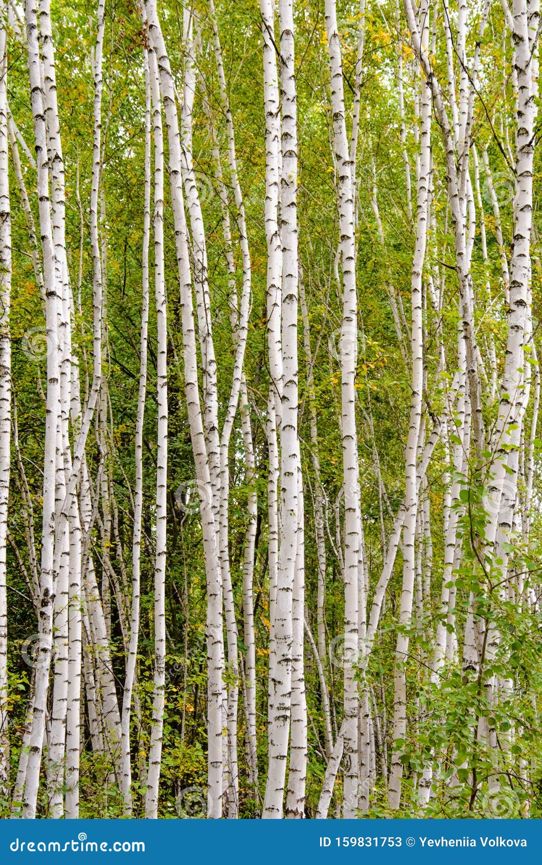 Birch tree. Birch forest stock image. Image of color - 159831753
