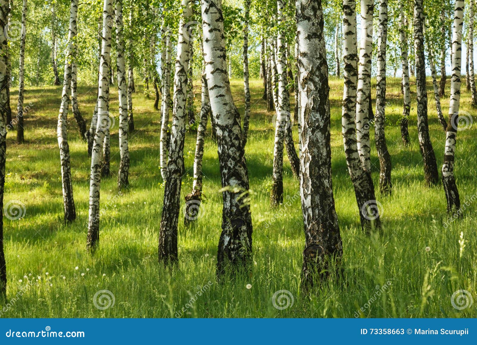 Birch tree forest stock image. Image of remote, russia - 73358663