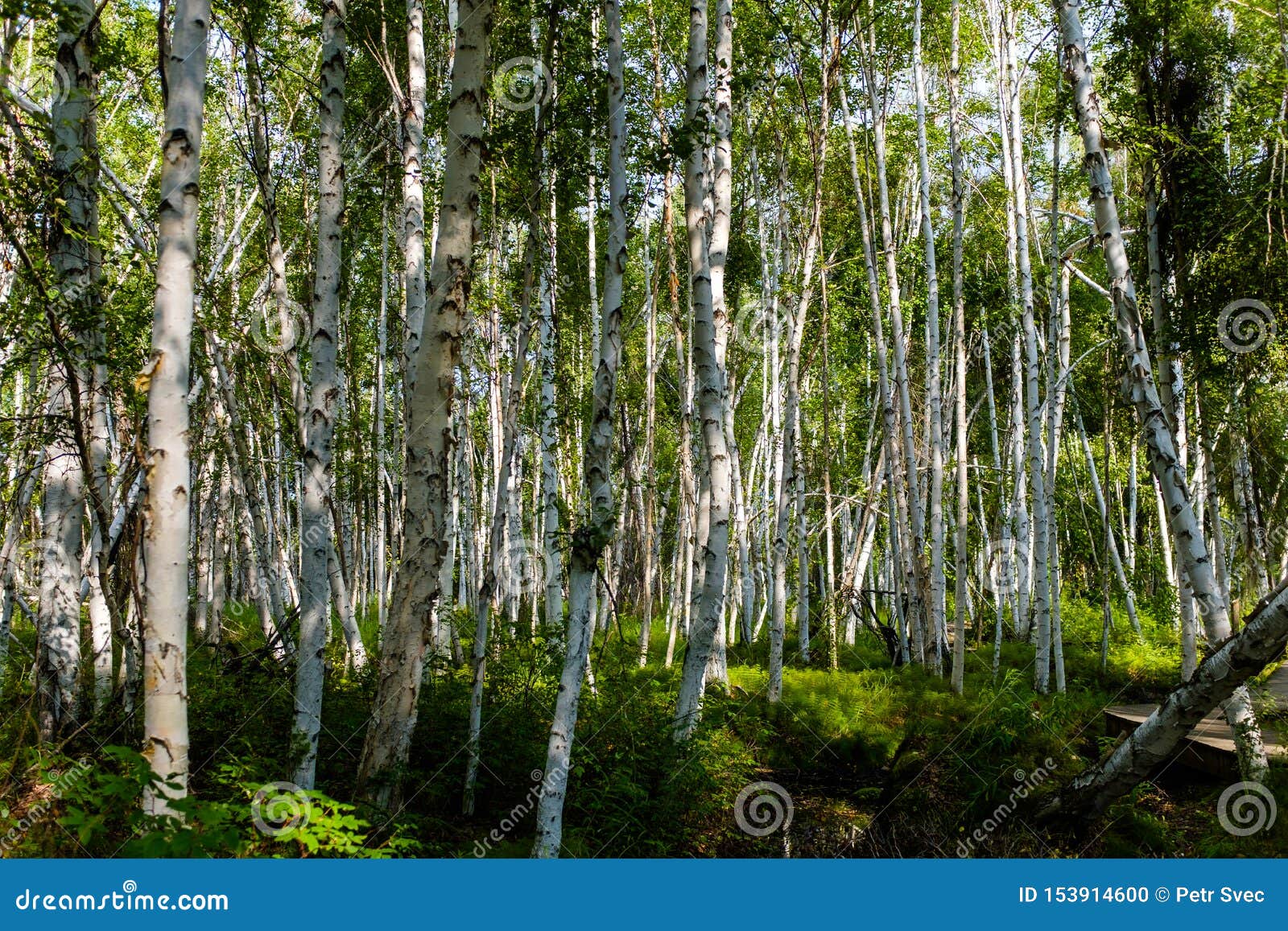 Birch Tree Forest by a Marsh Stock Photo - Image of summer, waterfowl ... Birch Tree Forest by a Marsh Stock Photo - Image of summer, waterfowl ...