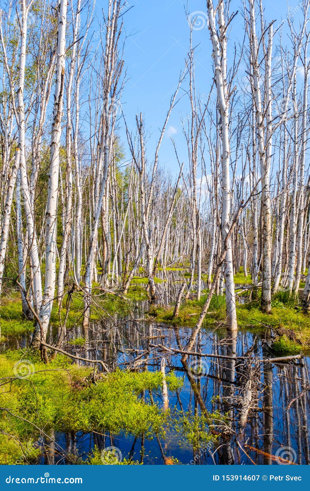 Birch Tree Forest by a Marsh Stock Image - Image of creamer, summer ... Birch Tree Forest by a Marsh Stock Image - Image of creamer, summer ...