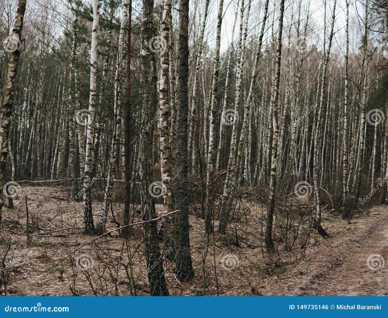 Birch tree forest stock photo. Image of woodland, sunlight - 149735146