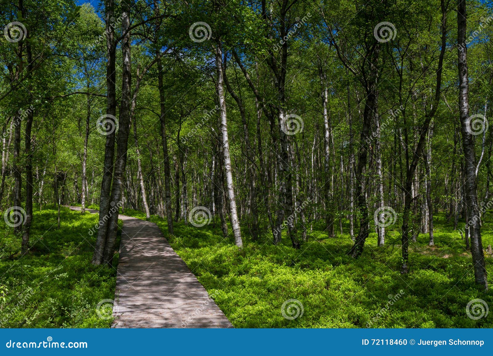 Birch Tree Forest in Spring at a Marsh Stock Photo - Image of birch ...