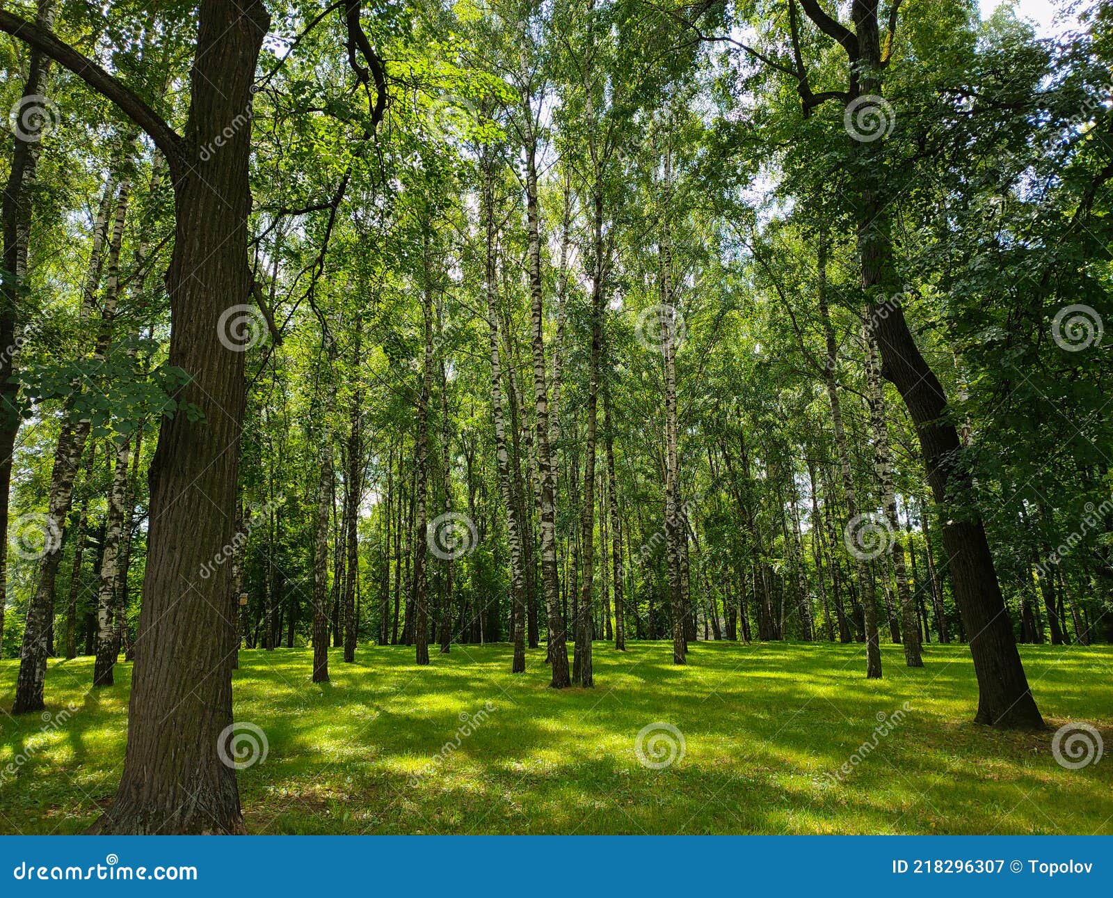 Birch Tree Forest during Summer Stock Image - Image of tree, trees ...