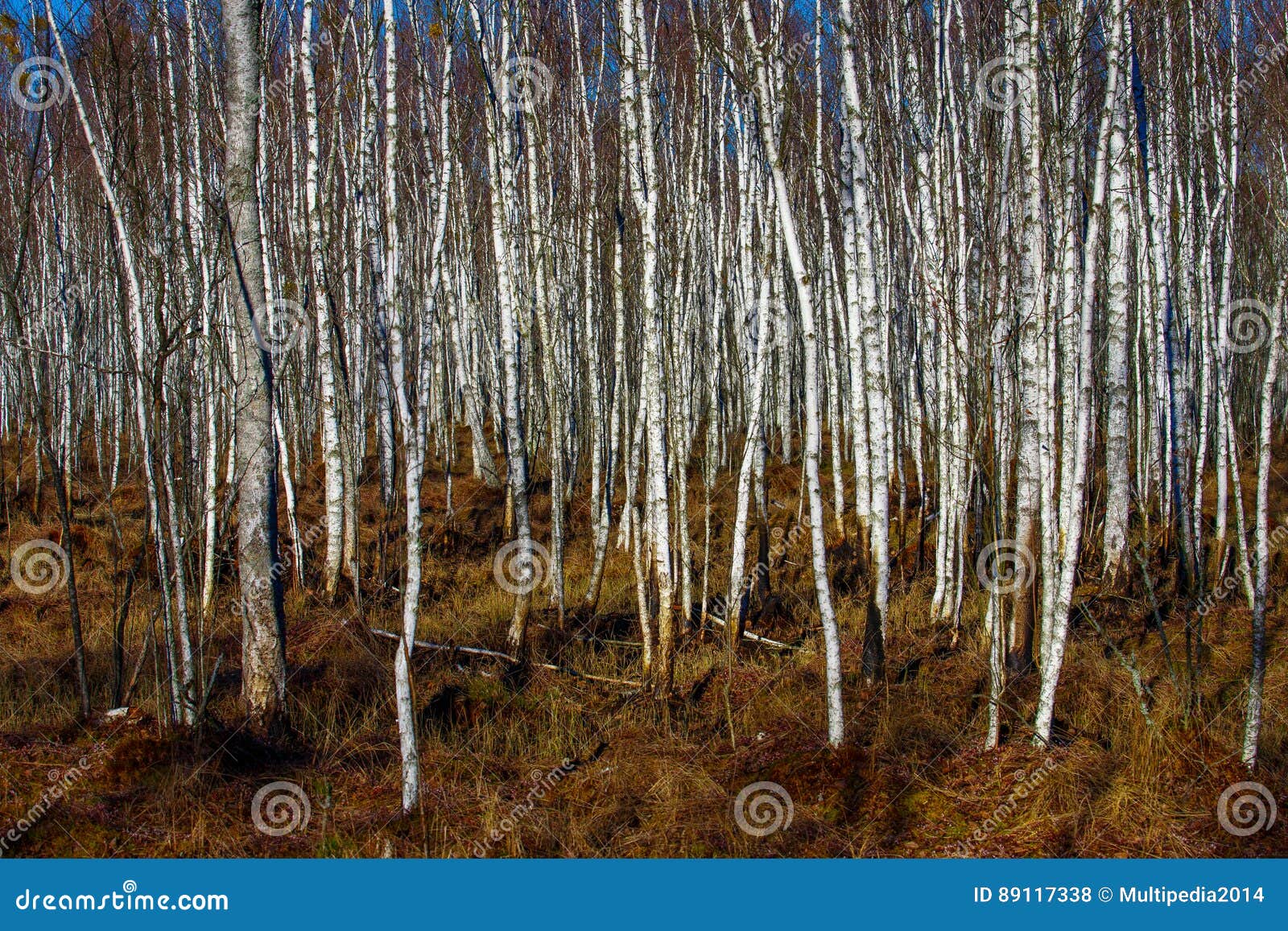 Birch Tree Forest on a Swamp Stock Photo - Image of grass, tree: 89117338