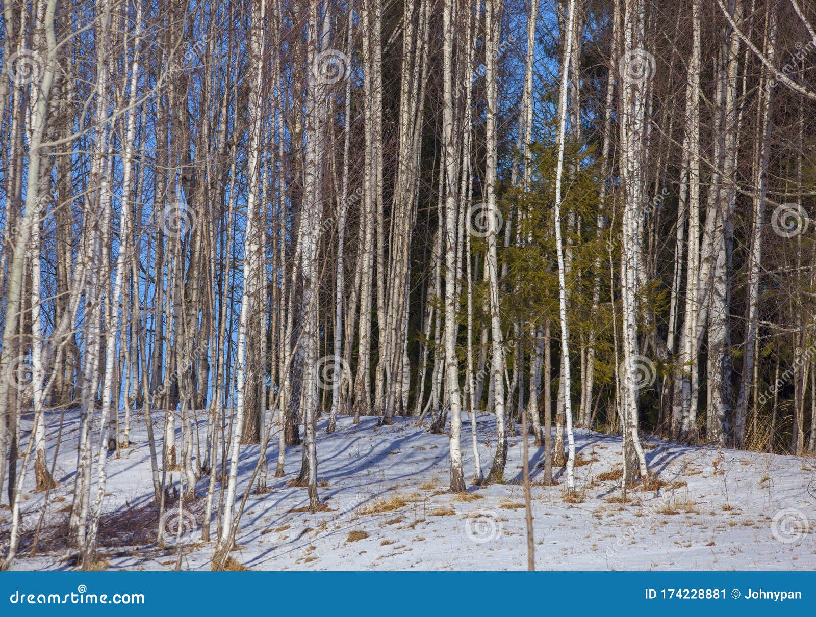 Birch tree forest stock image. Image of winter, birch - 174228881