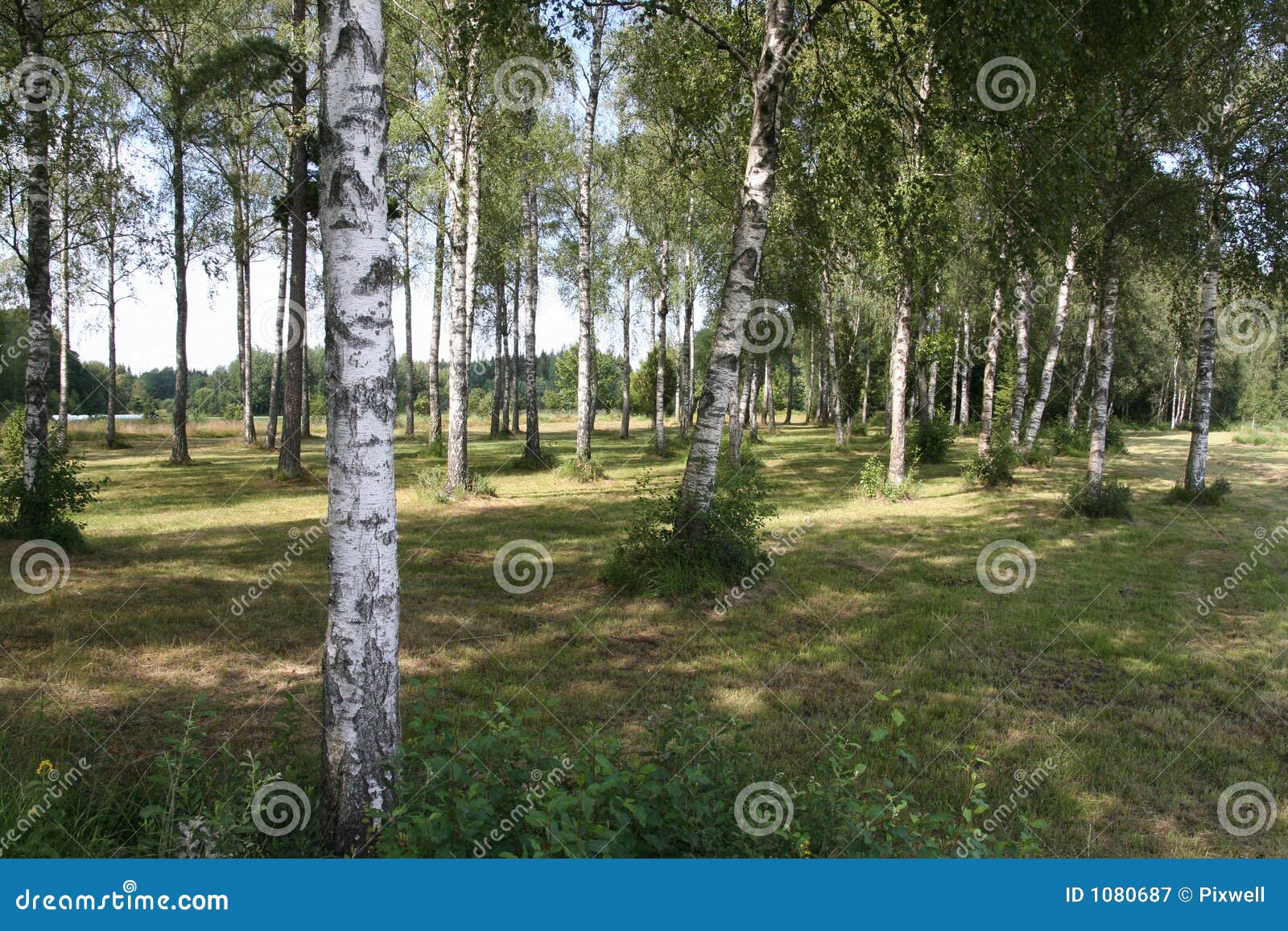 Birch-tree grove stock image. Image of green, trees, birch - 1080687