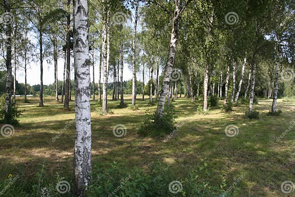Birch-tree grove stock image. Image of green, trees, birch - 1080687