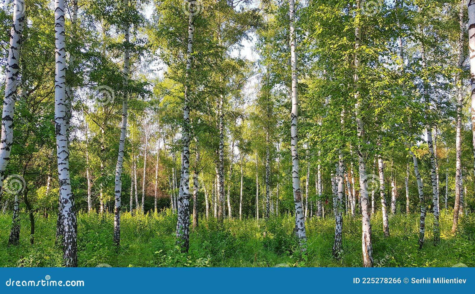In the Birch Tree Grove stock photo. Image of heaven - 225278266