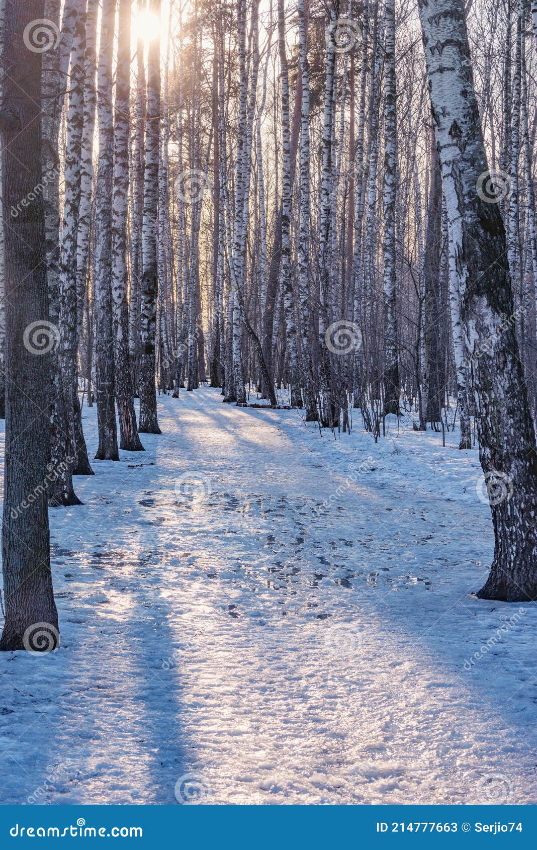 Birch Tree Grove at Early Spring Stock Image - Image of trail, puddles ...