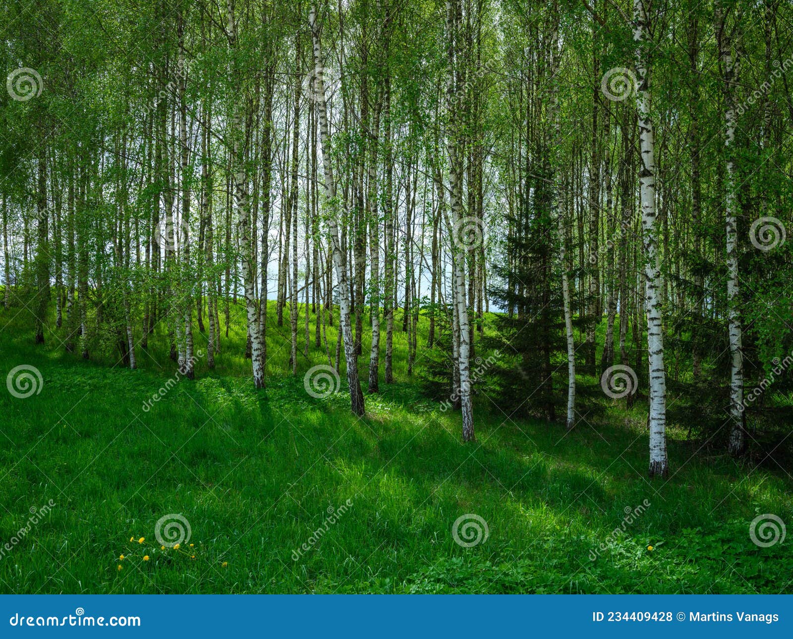 Birch Tree Grove in Summer Green Forest Stock Photo - Image of ...