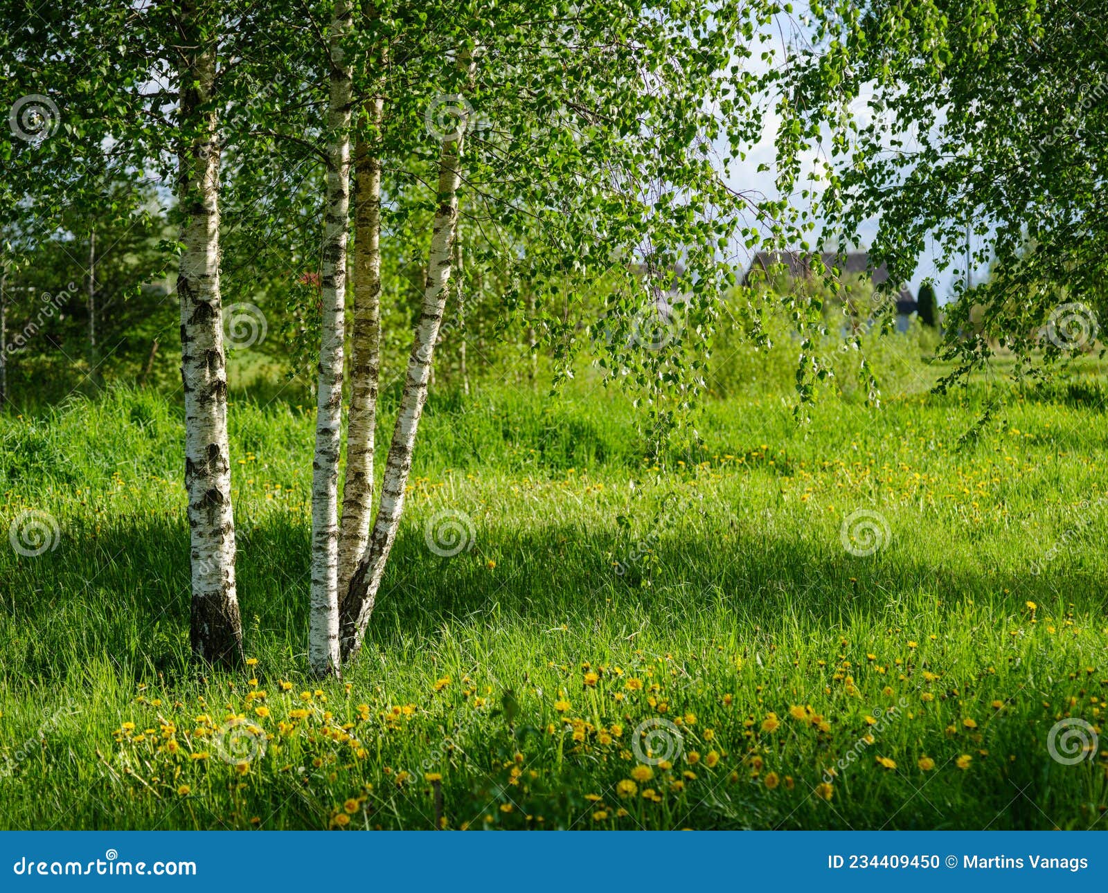 Birch Tree Grove in Summer Green Forest Stock Photo - Image of jungle ...