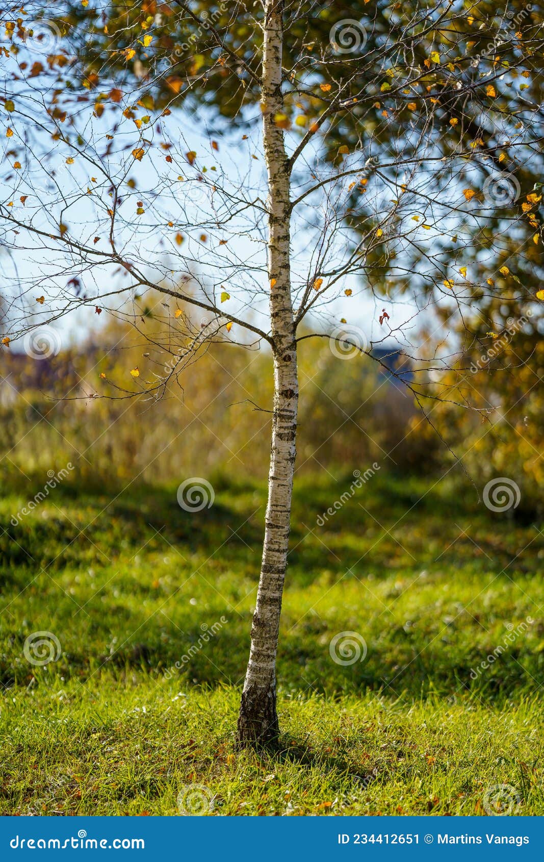 Birch Tree Grove in Summer Green Forest Stock Image - Image of northern ...