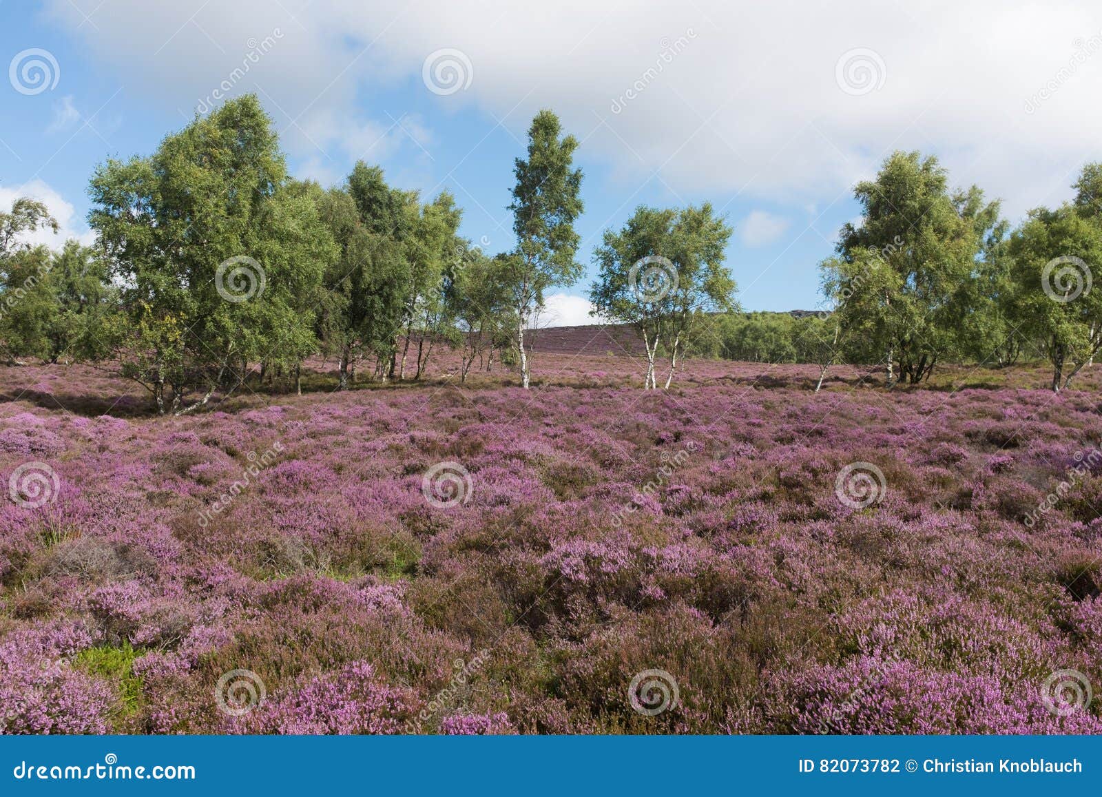 Birch tree in the heather stock photo. Image of heather - 82073782