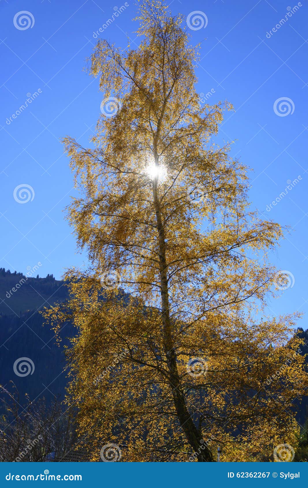 Birch tree hiding the sun stock image. Image of season - 62362267