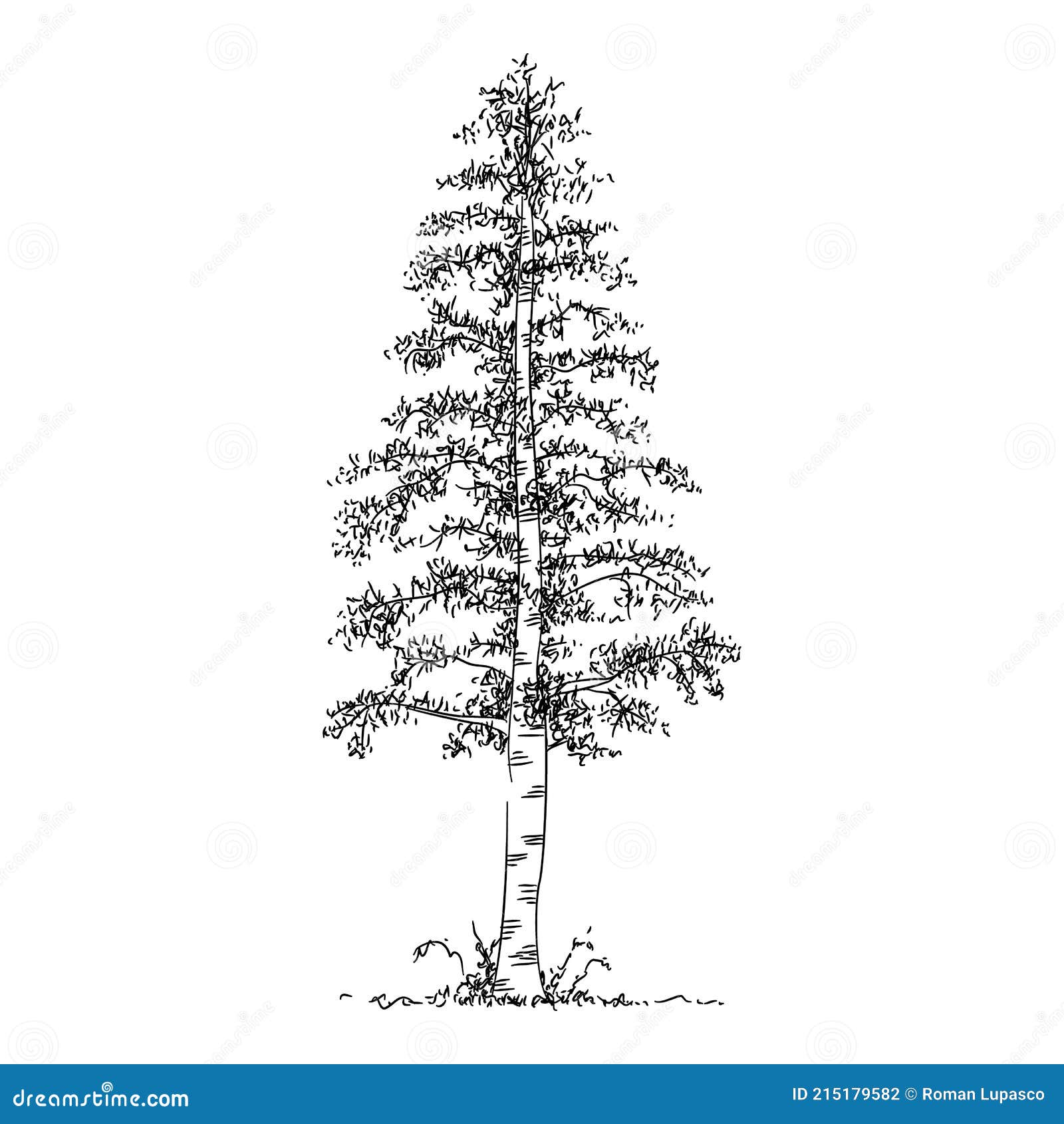 Birch Tree Icon, Hand Drawn and Outline Style Stock Vector ...