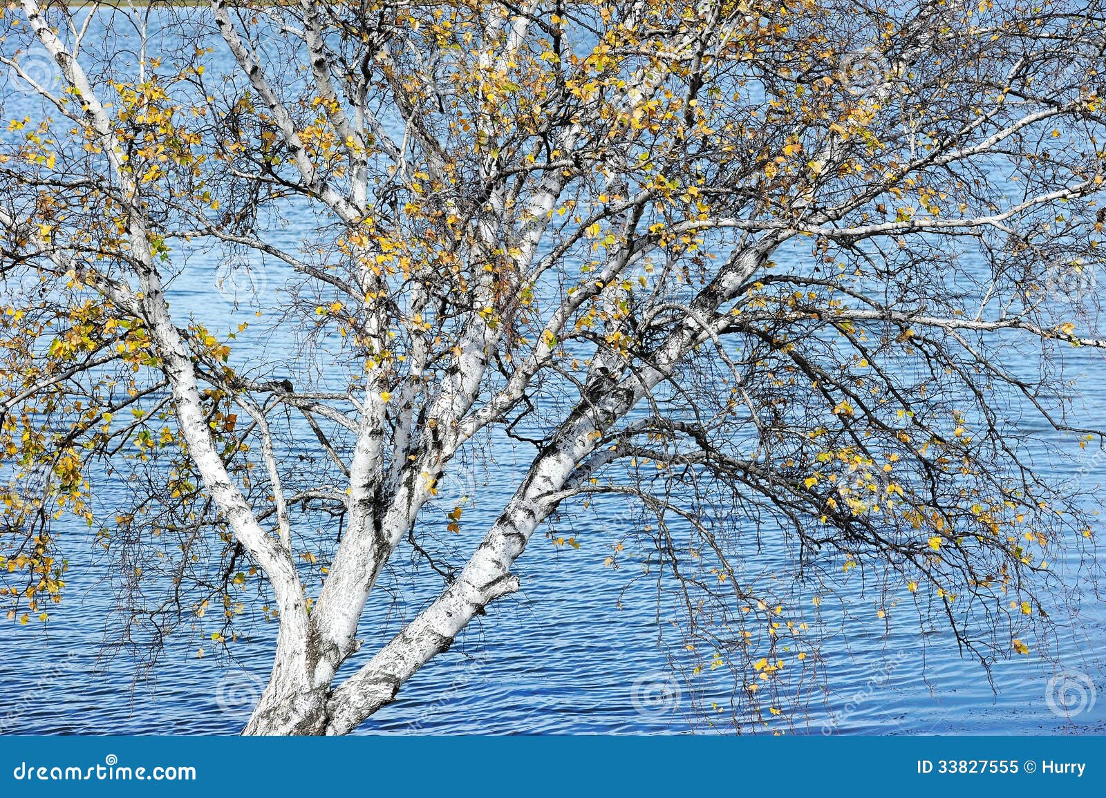 Birch Tree beside Lake in Autumn Stock Image - Image of trunk, birch ...