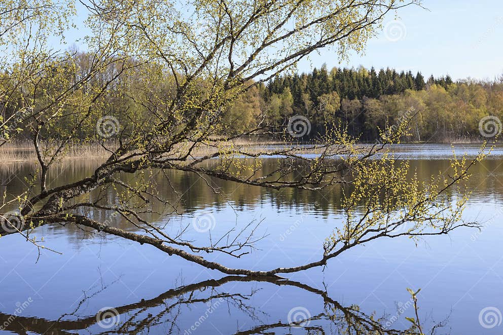 Birch Tree at the Lake in Spring Stock Image - Image of beauty, nature ...