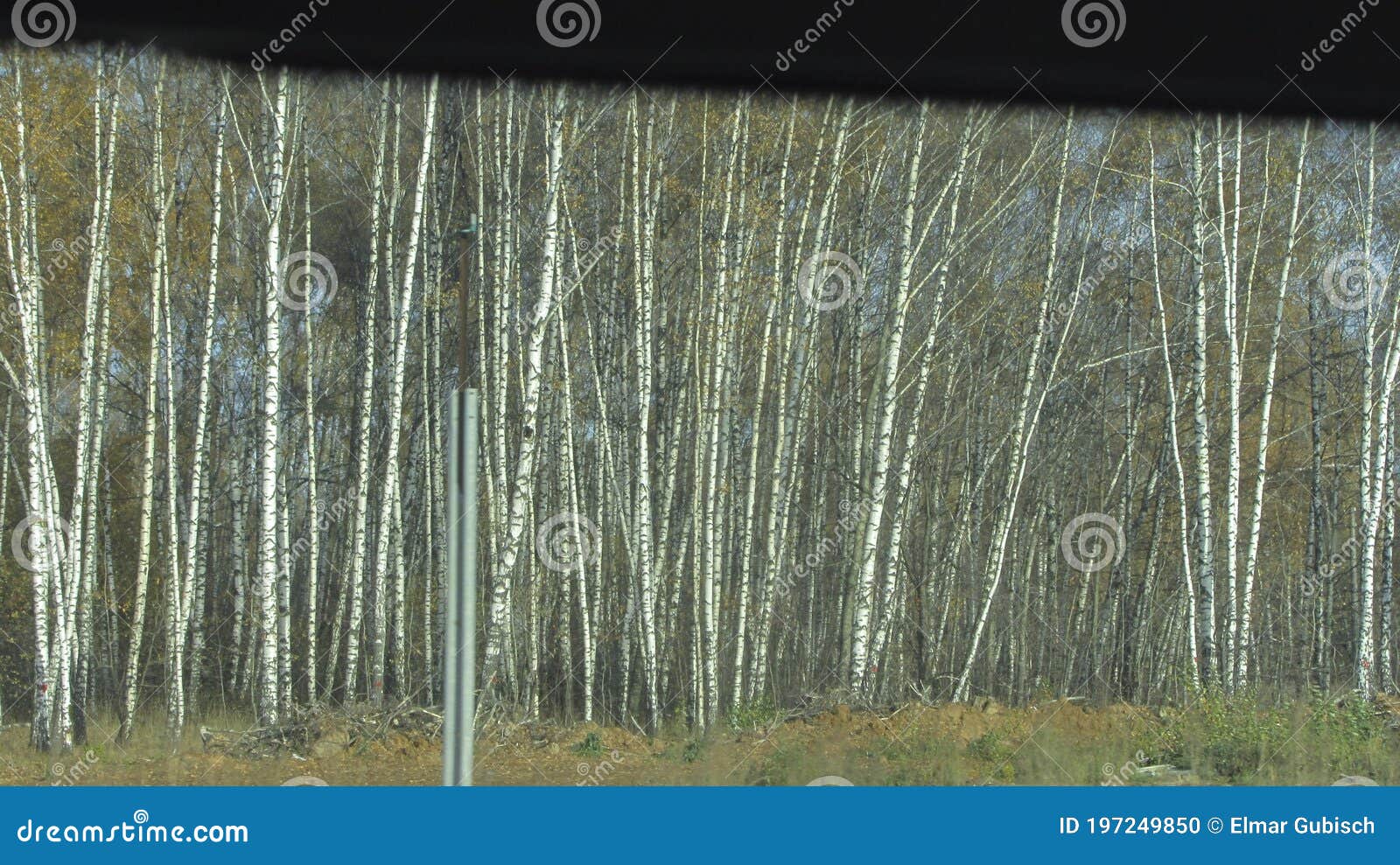 Birch Tree in the Landscape Stock Photo - Image of thicket, population ...