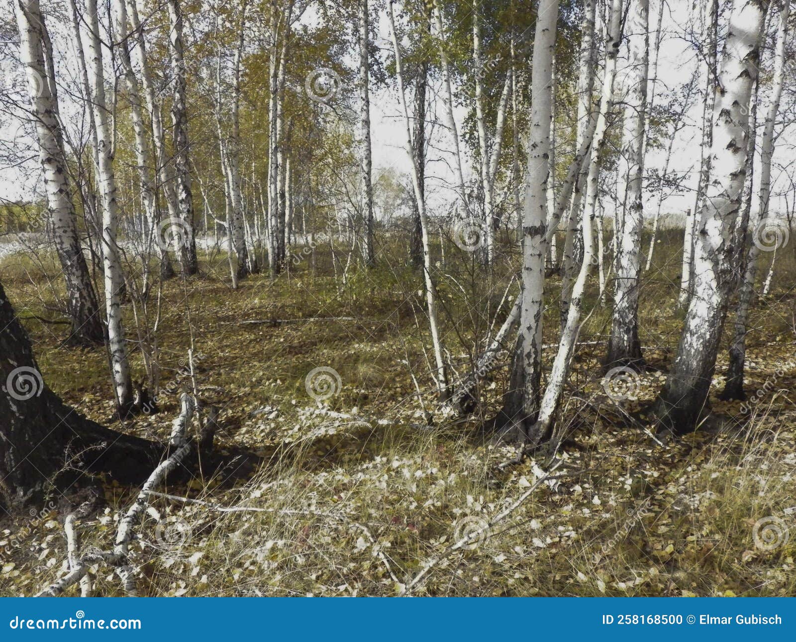 Birch Tree in the Landscape Stock Photo - Image of living, plants ...