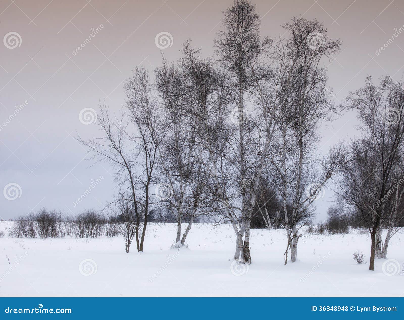 Birch Tree Landscape stock photo. Image of rural, outdoor - 36348948