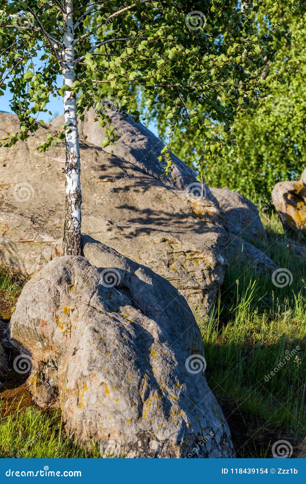 Birch Tree between Round Stones Stock Photo - Image of rocks, shadow ...