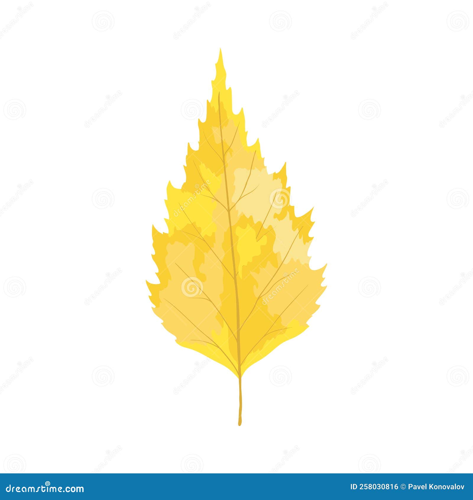 Birch Tree Leaf stock vector. Illustration of color - 258030816