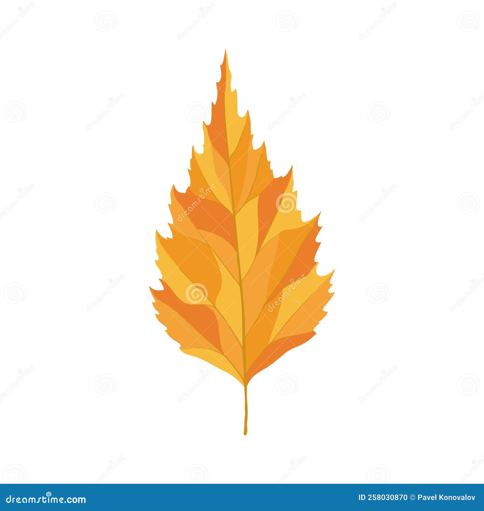 Birch Tree Leaf stock vector. Illustration of autumn - 258030870