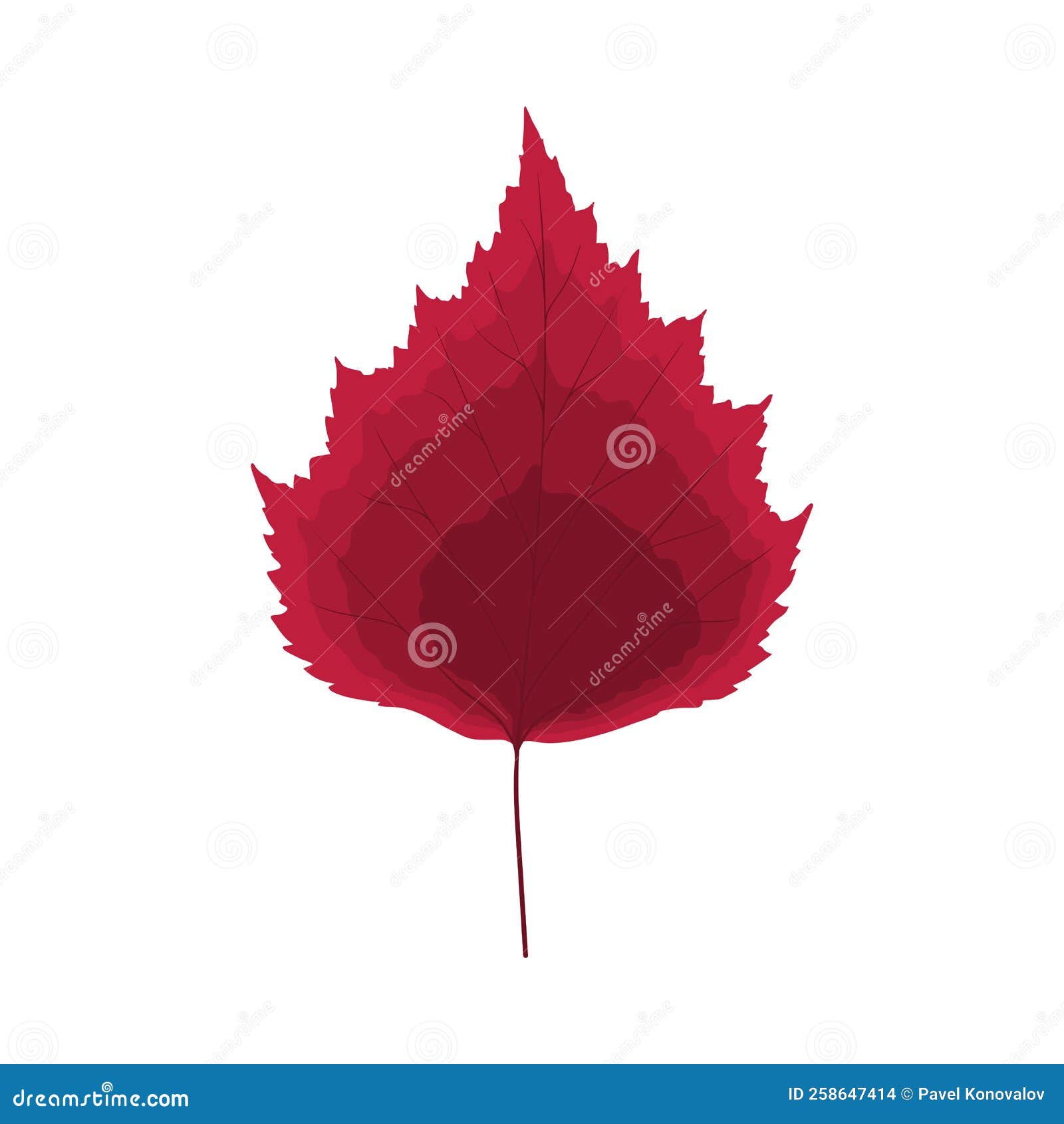 Birch Tree Leaf stock vector. Illustration of botany - 258647414
