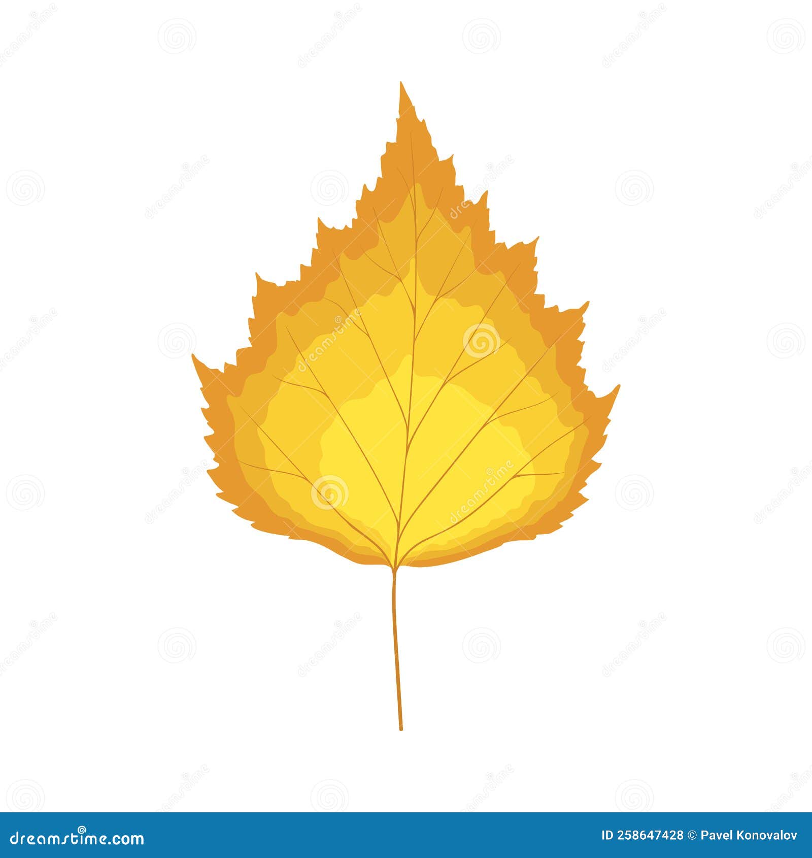 Birch Tree Leaf stock vector. Illustration of leaves - 258647428