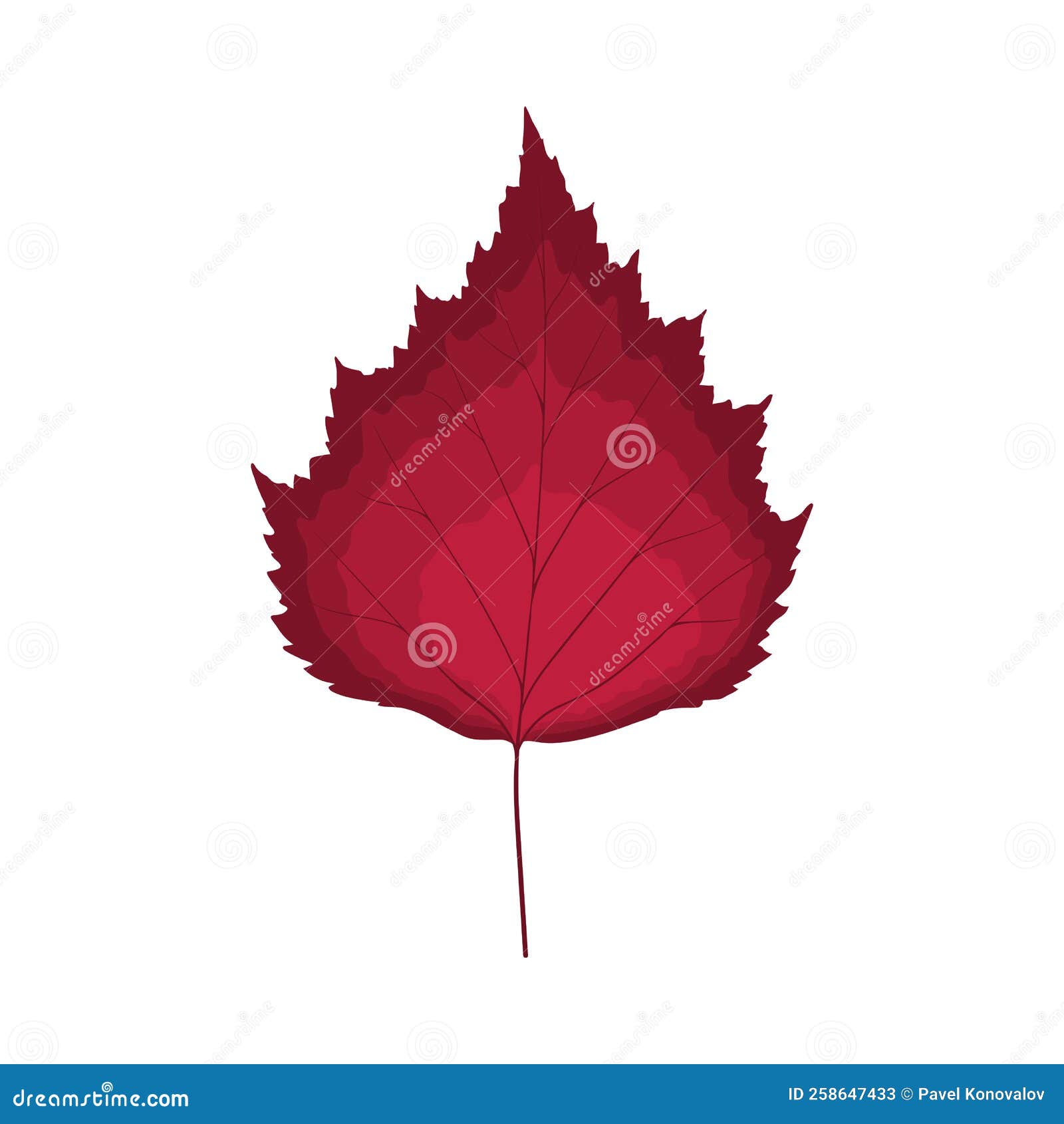 Birch Tree Leaf stock vector. Illustration of beautiful - 258647433