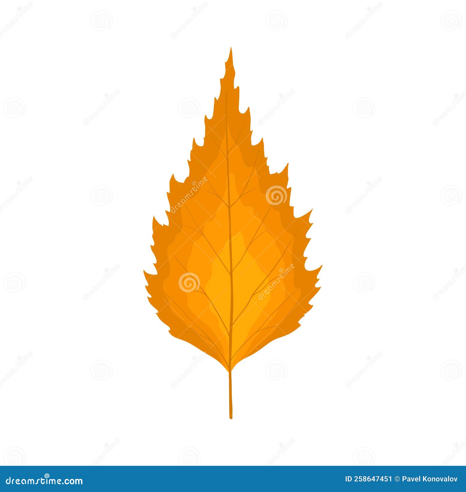 Birch Tree Leaf stock vector. Illustration of isolated - 258647451
