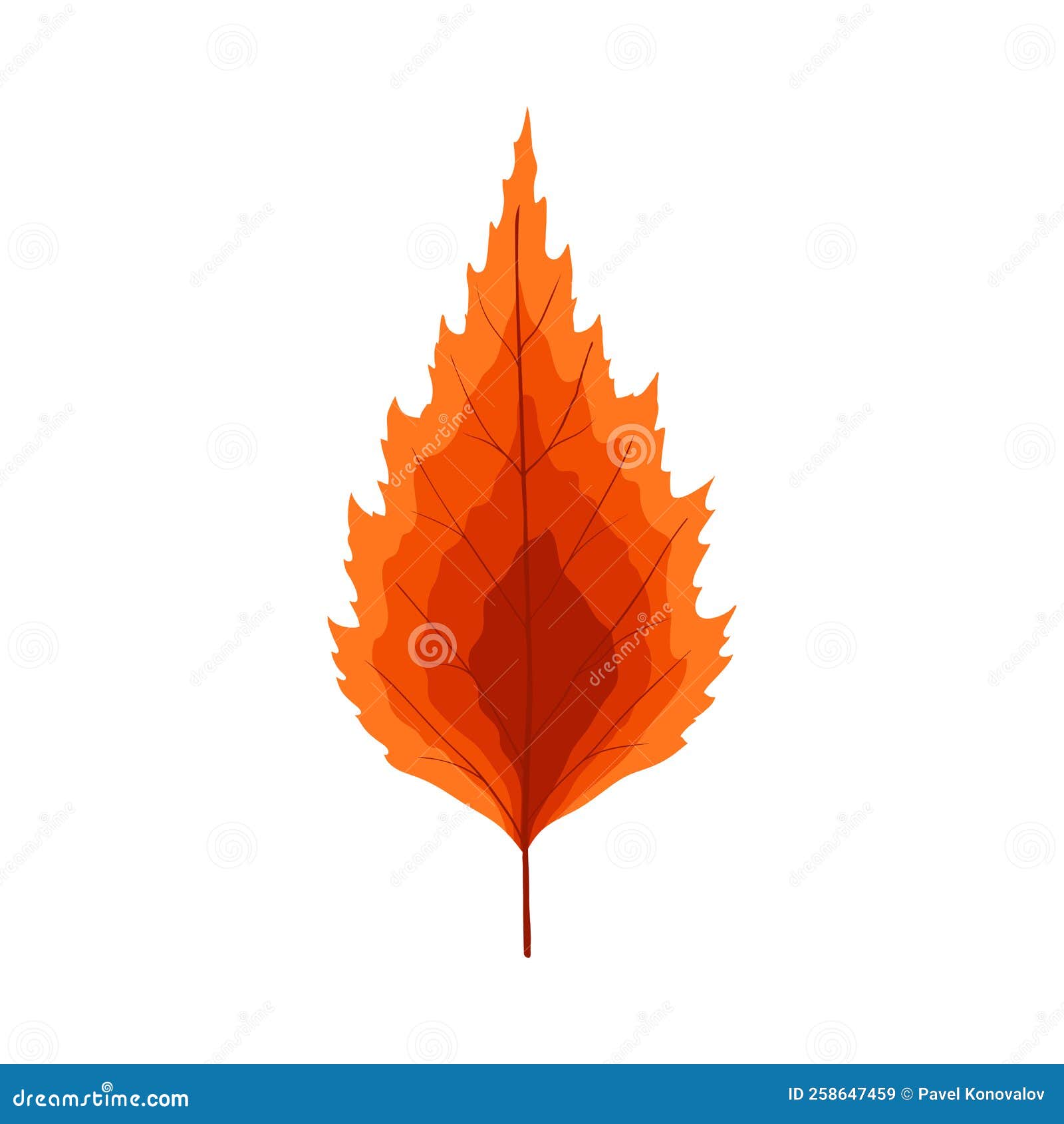 Birch Tree Leaf stock vector. Illustration of forest - 258647459